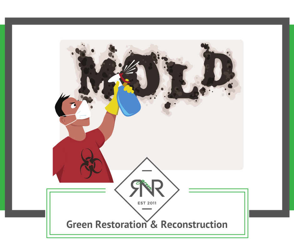 How to Prepare for Mold Remediation - Live Green NJ